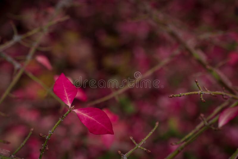 Color Changing Pink Leave in Autumn Stock Image - Image of nature, leaf ...