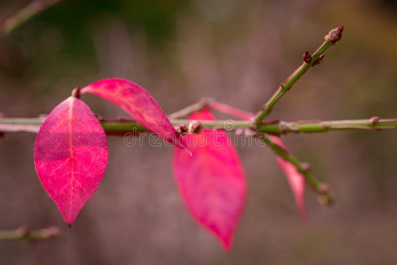Color Changing Pink Leave in Autumn Stock Image - Image of plant ...