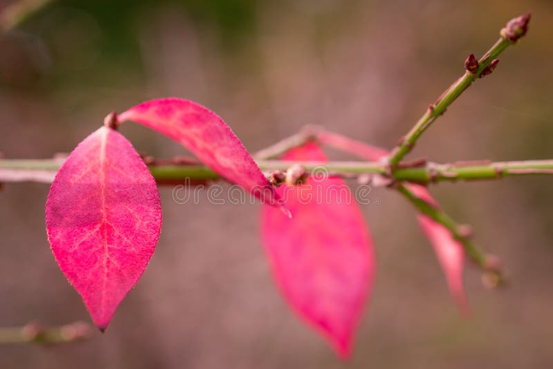 Color Changing Pink Leave in Autumn Stock Image - Image of autumn ...