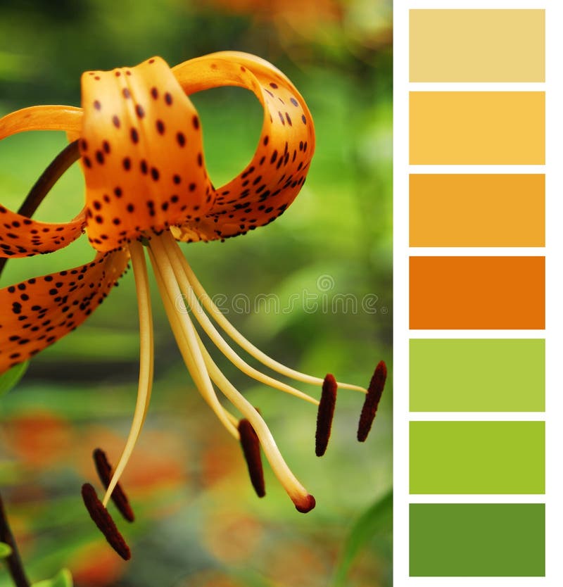 1,028 Nature Color Chart Stock Photos - Free & Royalty-Free Stock ...