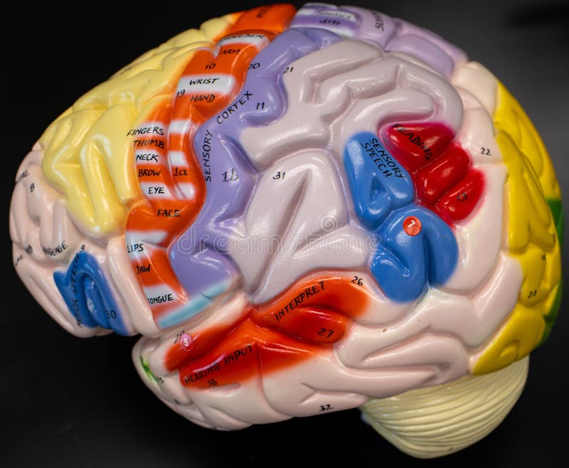 Labeled Brain Anatomy Stock Photos - Free & Royalty-Free Stock Photos from Dreamstime