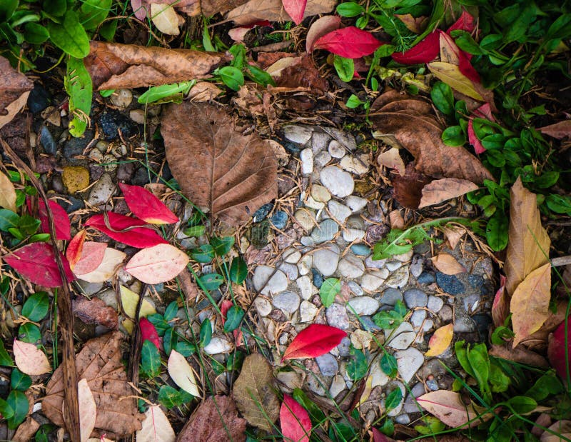 Color Collage of Leaves and Stone Stock Image - Image of pebbles ...