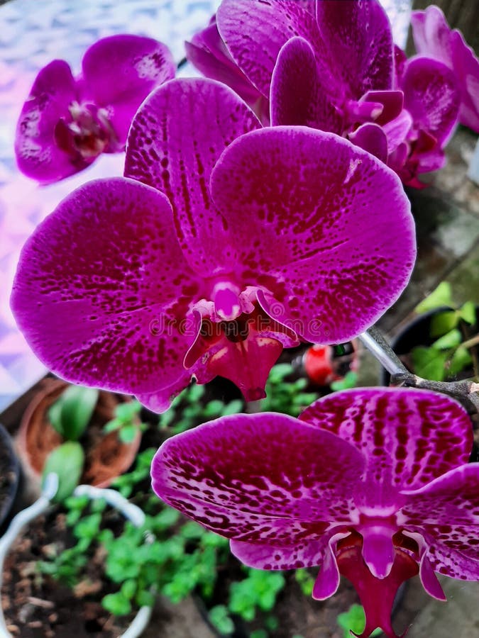 Color combination orchid stock image. Image of wildflower - 256572011