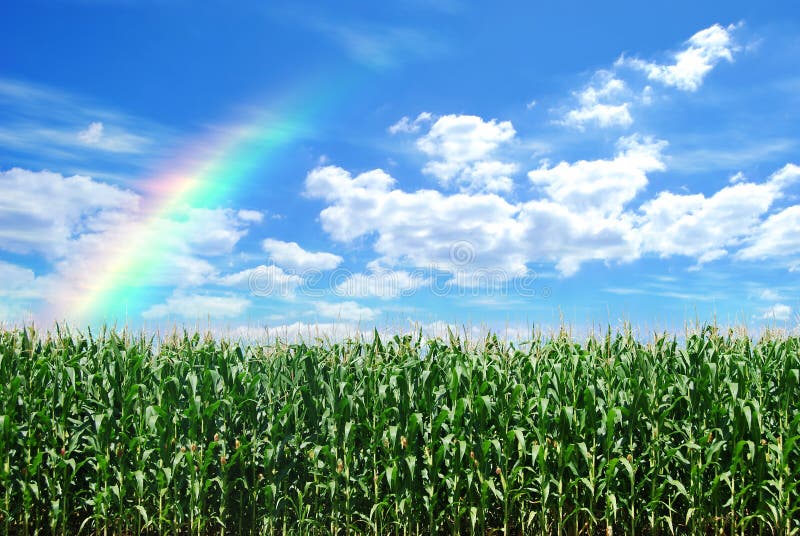 Color Corn stock image. Image of country, growing, agriculture - 16899547