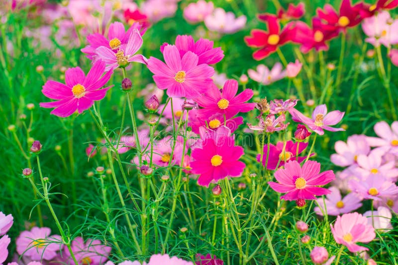 The color of Cosmos Flower stock photo. Image of pink - 35922412