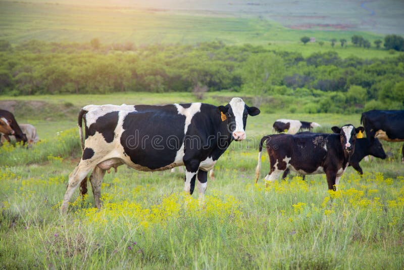 Color cows in the field stock image. Image of animal - 253778463