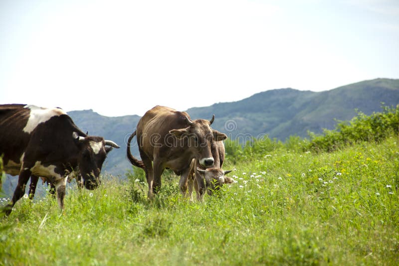 Color cows in the pasture stock image. Image of cattle - 222212151