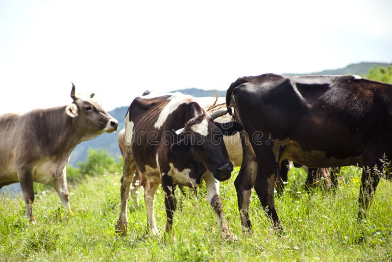 Color cows in the pasture stock photo. Image of color - 228374340