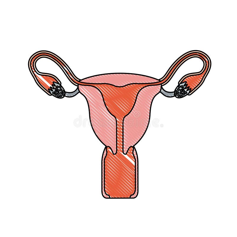 Color Crayon Realistic Silhouette Female Reproductive System Stock