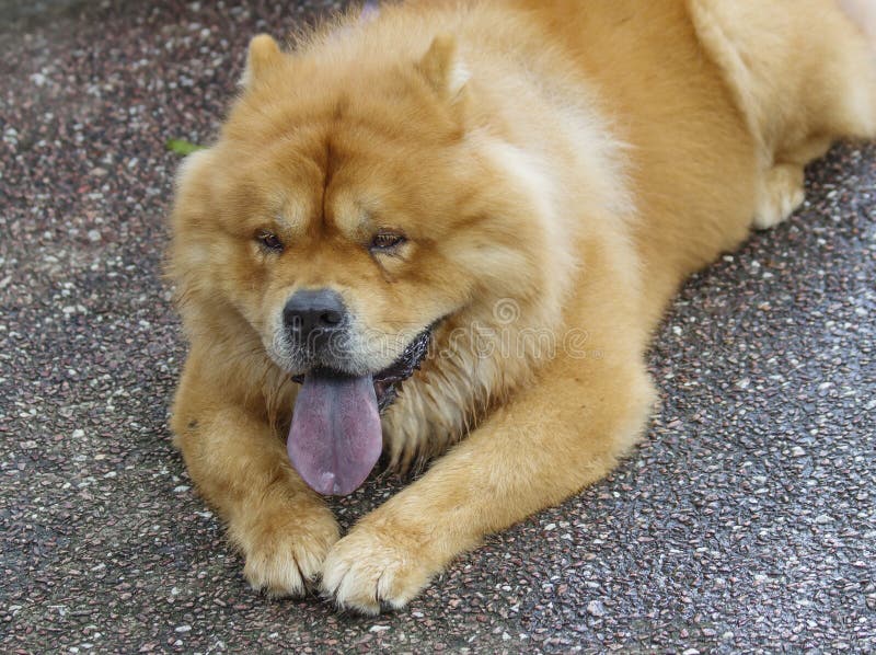 Raza Poner Crema Del Chow-chow Del Perro Imagen de archivo - Imagen de ...