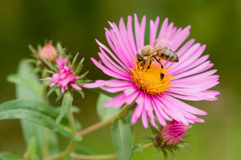 Color de la abeja foto de archivo. Imagen de pétalos - 59922774