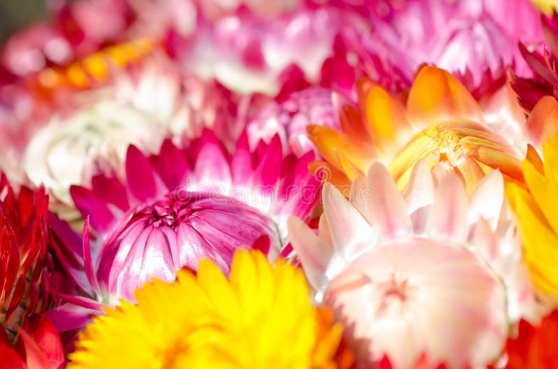 Color de la flor. imagen de archivo. Imagen de flor, cubo - 36345273