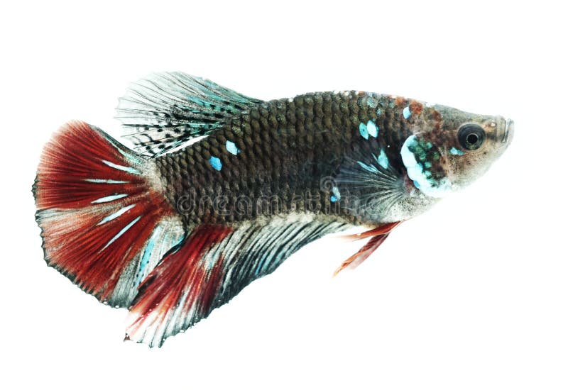 Color De Pez Betta Rojo Negro Foto de archivo - Imagen de arte ...