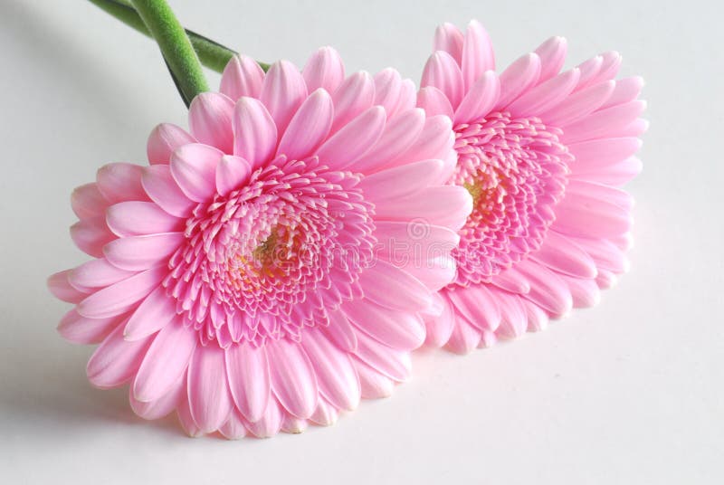 Color de rosa imagen de archivo. Imagen de colorido, hermoso - 3731009