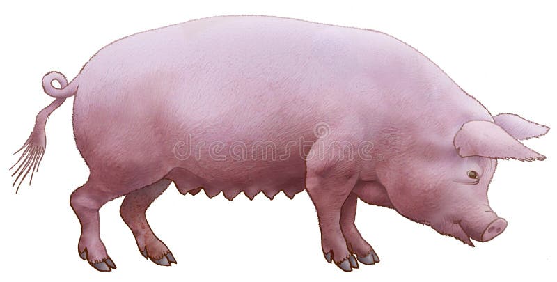 Color de rosa del cerdo. stock de ilustración. Ilustración de acobardar ...