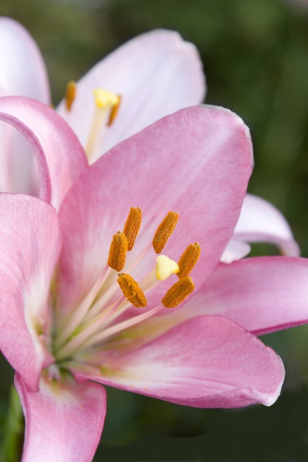 Lilly rosado imagen de archivo. Imagen de backyard, jardines - 1256091