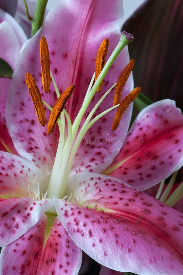 Color de rosa lilly imagen de archivo. Imagen de lirio - 49272347