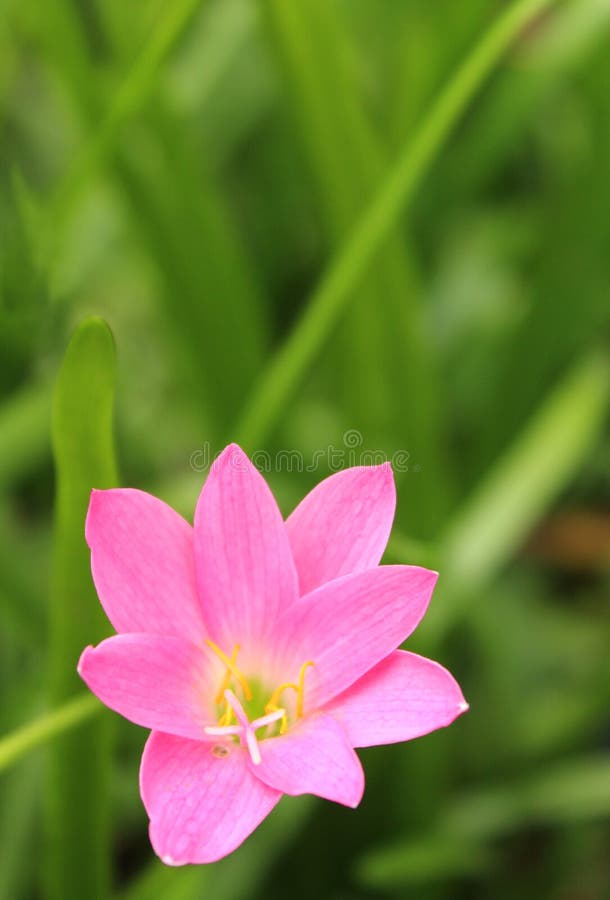 Color de rosa lilly imagen de archivo. Imagen de detalles - 64760477