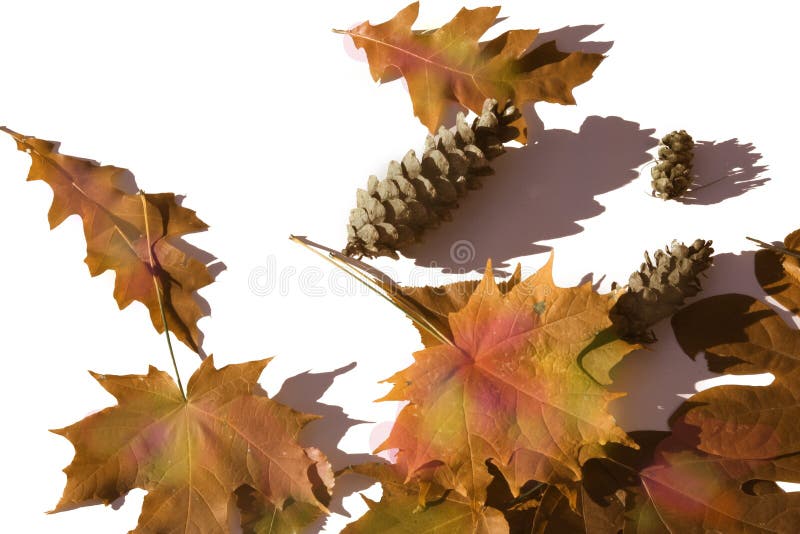 Color del otoño foto de archivo. Imagen de arce, anaranjado - 244536