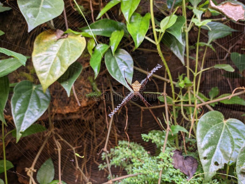 Color Detail of Spider and Web Stock Photo - Image of garden, spider ...