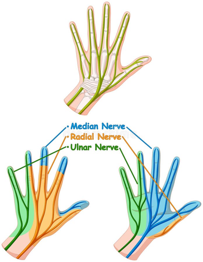 Hand Bone stock vector. Illustration of network, nerve - 95759513
