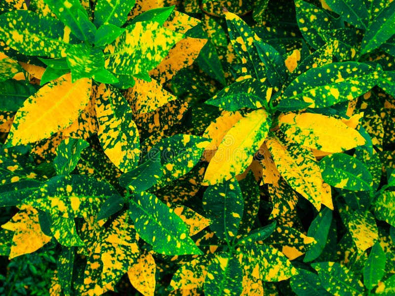 Color difference in nature stock photo. Image of deciduous - 179646300