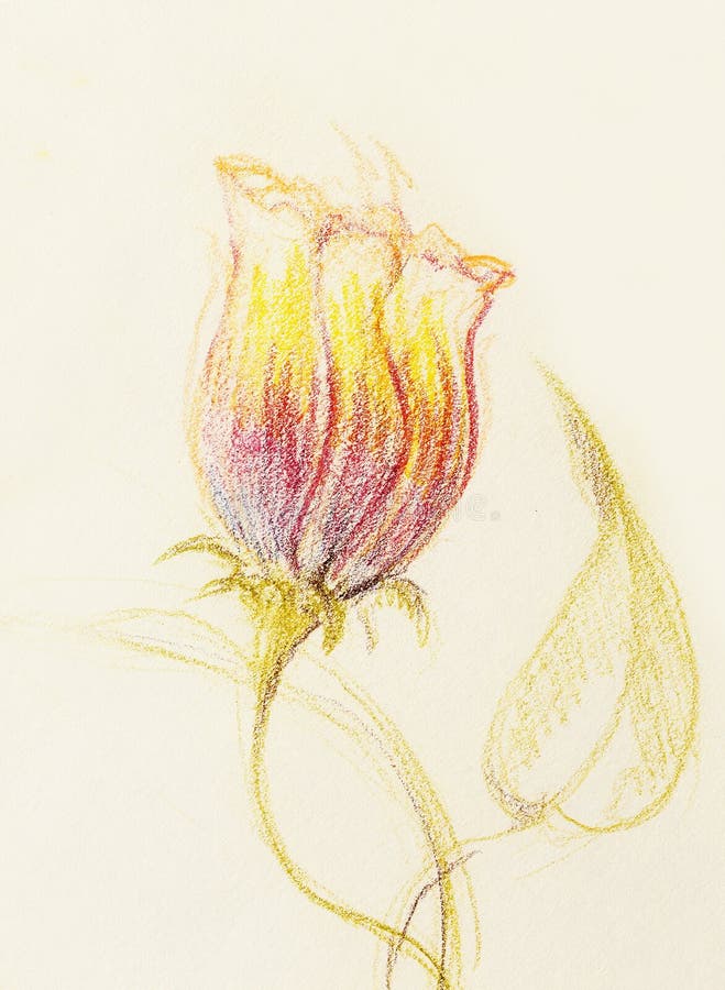 Color Drawing Flower. Original Hand Draw on Paper. Stock Illustration ...