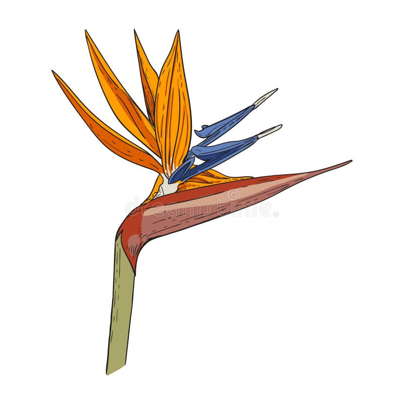 Strelitzia Sketch Stock Illustrations – 600 Strelitzia Sketch Stock ...