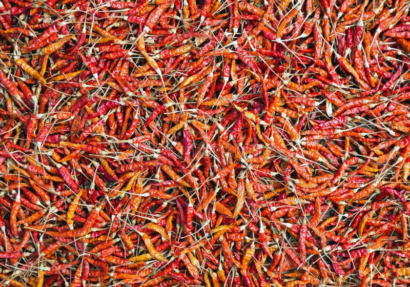Sun Dried Red Peppers Stock Photo Stock Photo - Image of domed ...