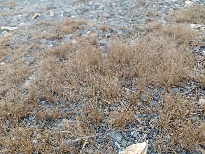 The Color of Dry Grass Looks Very Beautiful Stock Image - Image of ...
