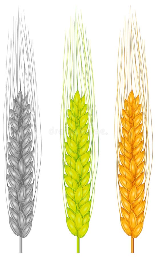 Ear Wheat Stock Illustrations – 40,652 Ear Wheat Stock Illustrations ...