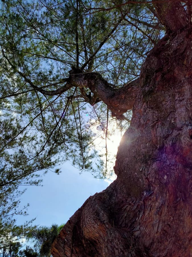 Staring at the Sun from Behind the Tree Stock Photo - Image of nature ...