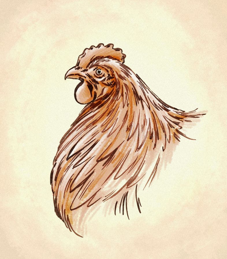 Color Engrave Isolated Chicken Illustration Stock Illustration ...
