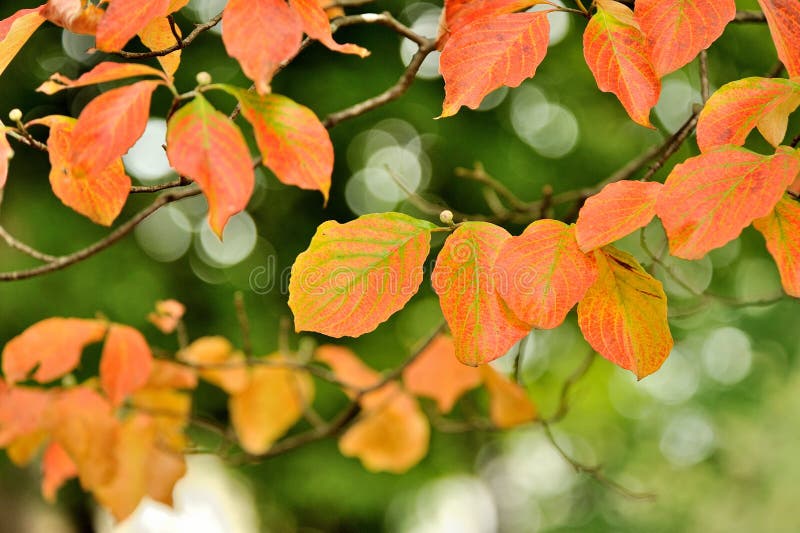 Autumn View of a Dogwood Tree Stock Photo - Image of full, closeup ...