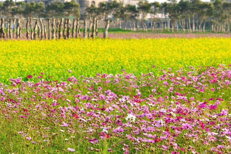 Color farm stock image. Image of pink, farm, purple, house - 12668847