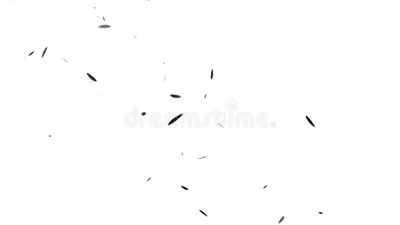 Color Feather Falling Particles Motion Graphics Stock Footage - Video ...