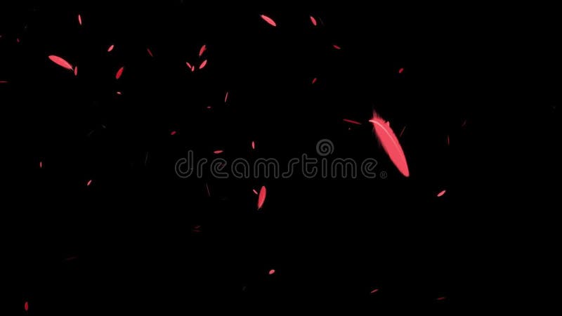 Color Feather Falling Particles Motion Graphics Stock Footage - Video ...