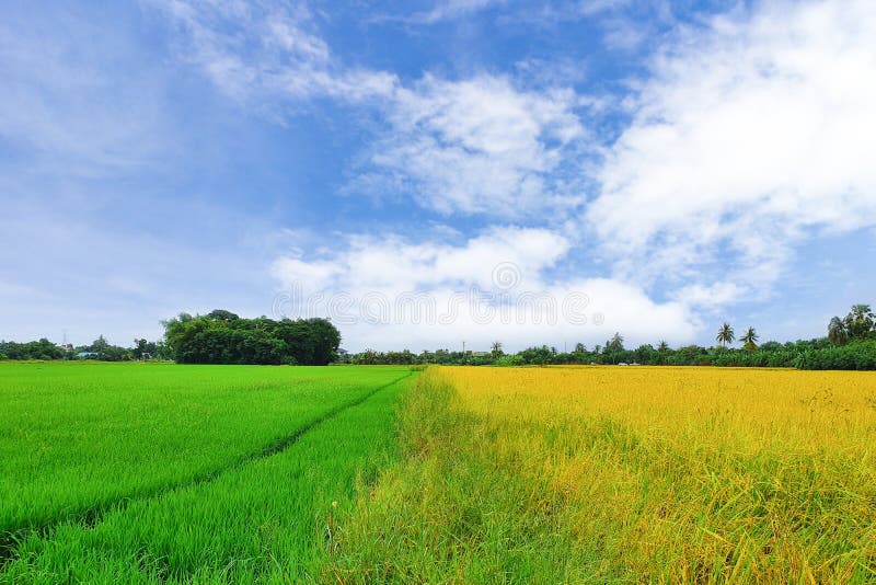 2 Color Fields, Yellow and Green Rice Fields Stock Image - Image of ...