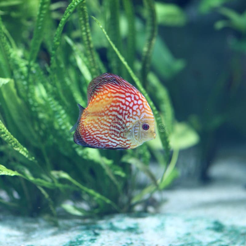 Color fish stock image. Image of animals, ocean, aquatic - 17905539