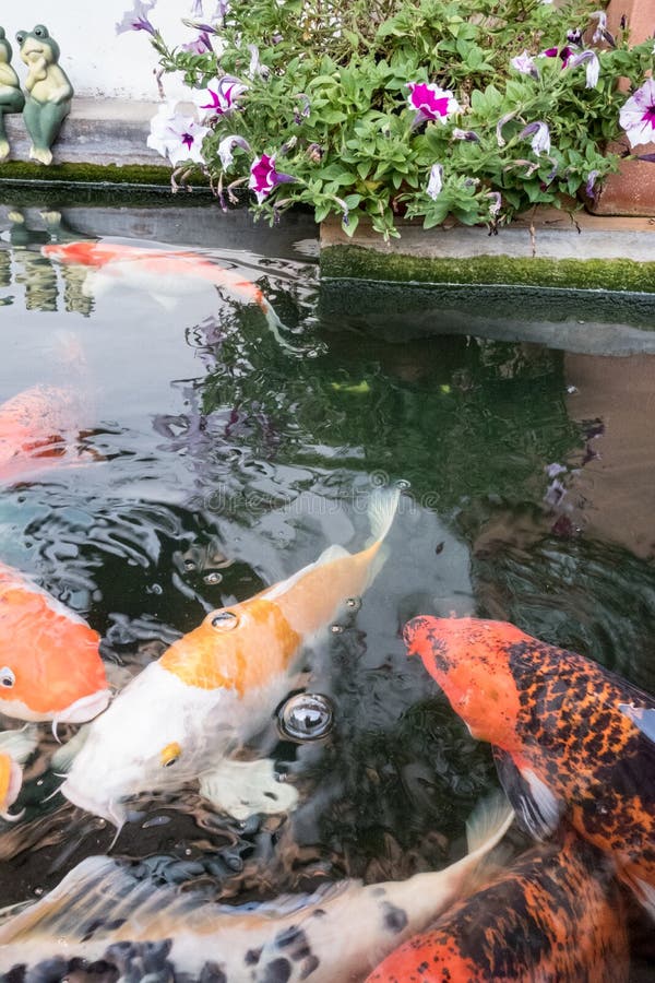 Color fish stock photo. Image of inside, modern, pound - 92217774