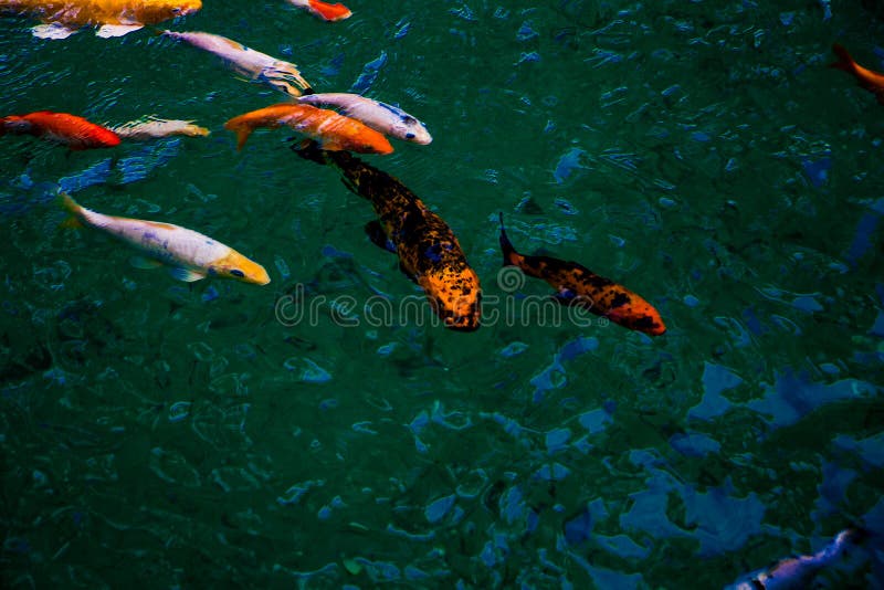 Color fish in water stock photo. Image of water, nature - 153742604