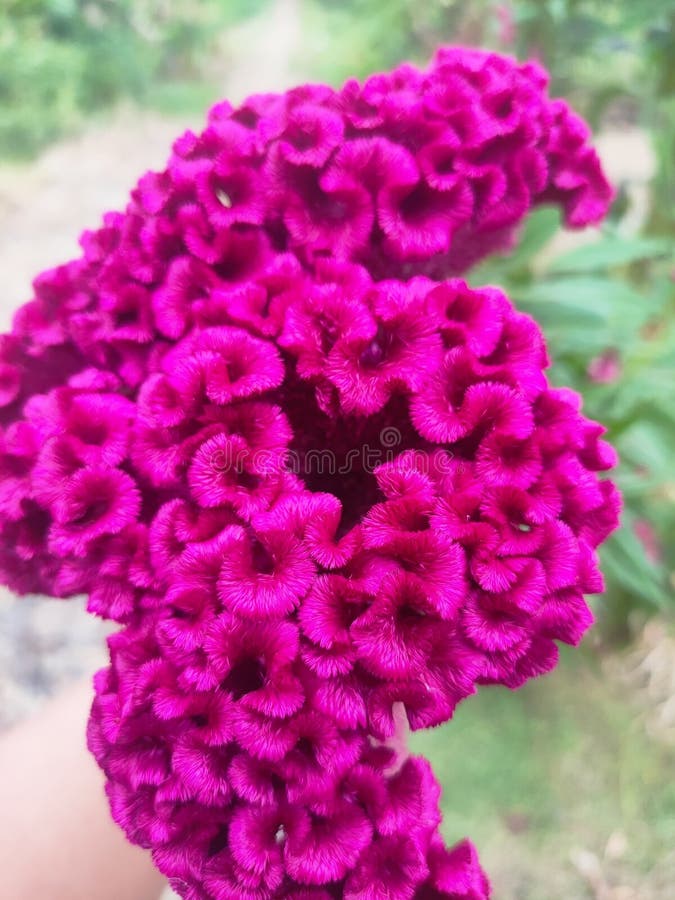 The Color of this Flower is Red. Usually Called Tompel Flower Stock ...