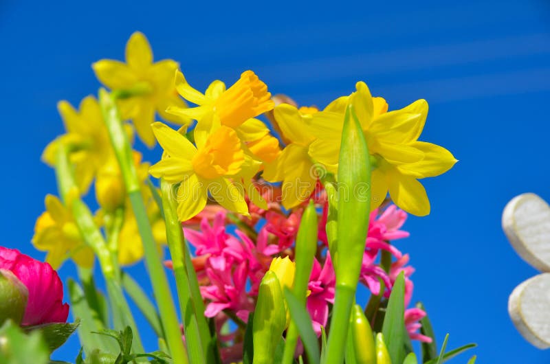 Flowers spring blue sky stock image. Image of draining - 29843331