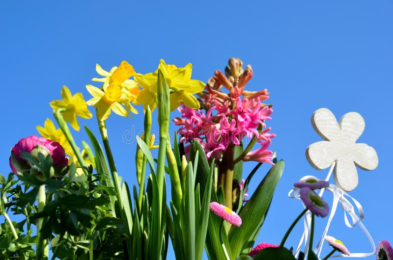 Flowers spring blue sky stock image. Image of scented - 29843345