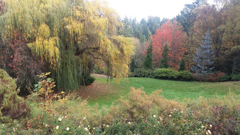 Color Forest stock image. Image of forest, garden, color - 80003215