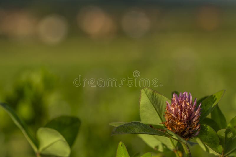 Color Fresh Meadow and Field with Sunset and Nice Flowers Stock Photo ...
