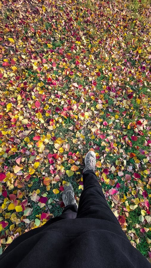 Color Full Autumn 2023 Leaves Stock Photo - Image of autumn, full ...