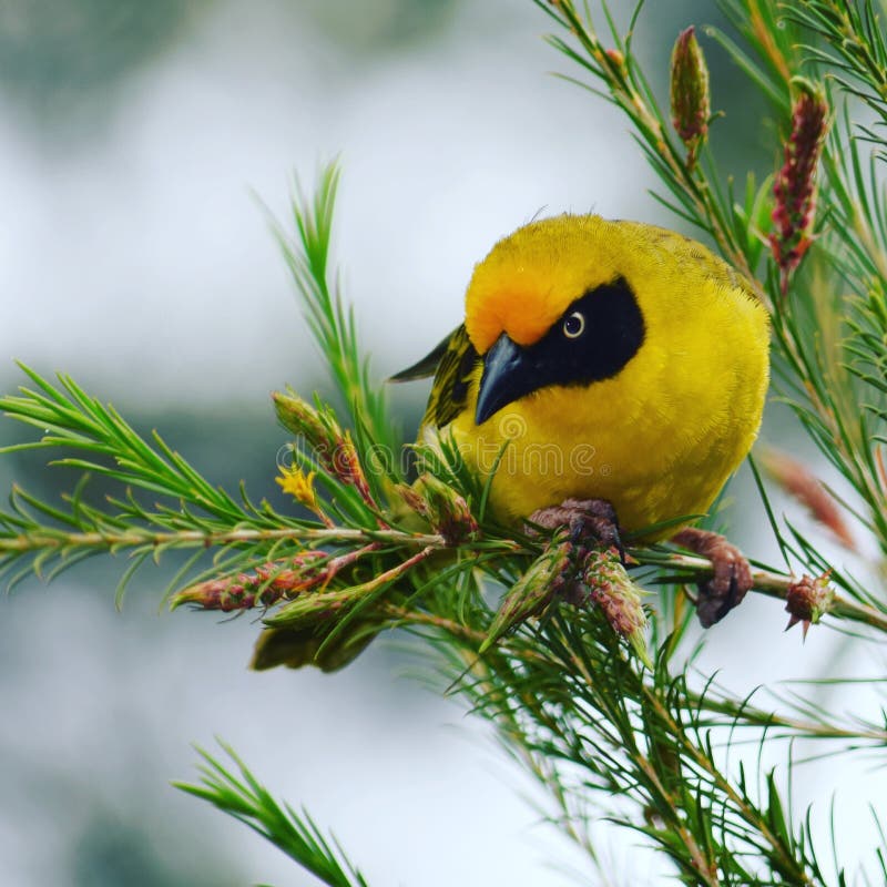 Yellow bird stock photo. Image of yellow, color, green - 116963458