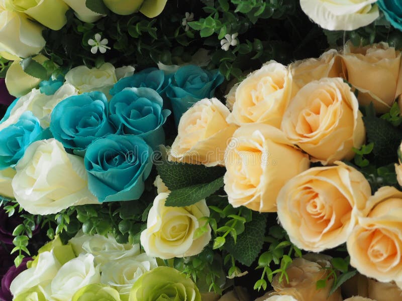 The Color Full of Flower Blooms Stock Photo - Image of full, natural ...