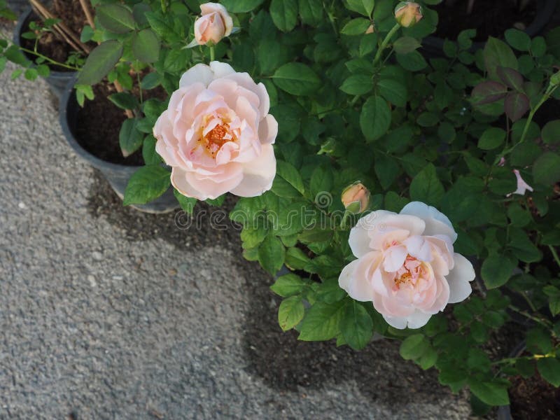 The Color Full of Flower Blooms Stock Photo - Image of garden, natural ...